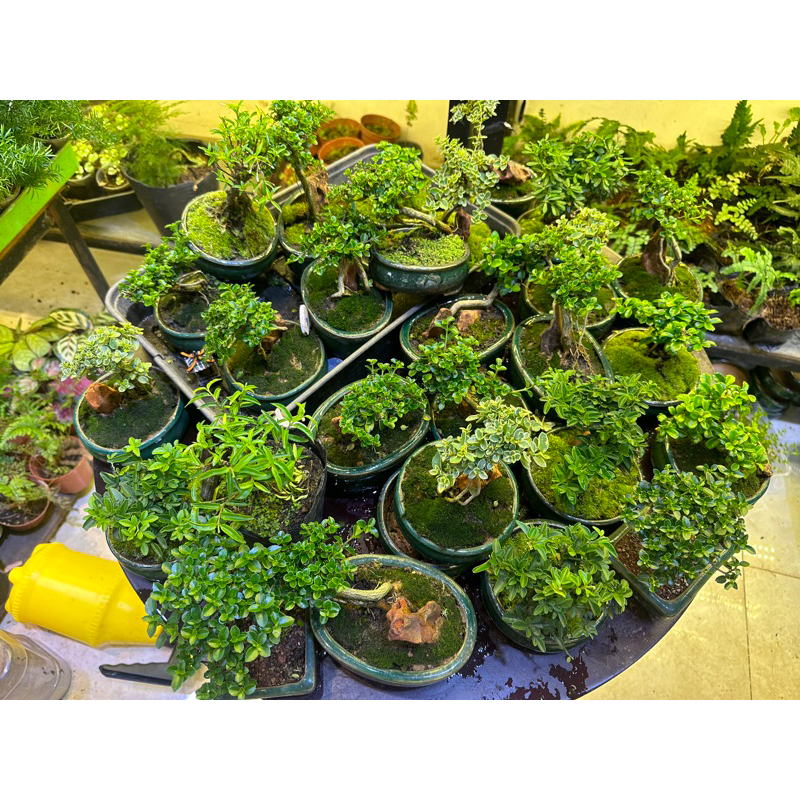 bonsai mini, bon sai mini, chậu bonsai mini | Shopee Việt Nam