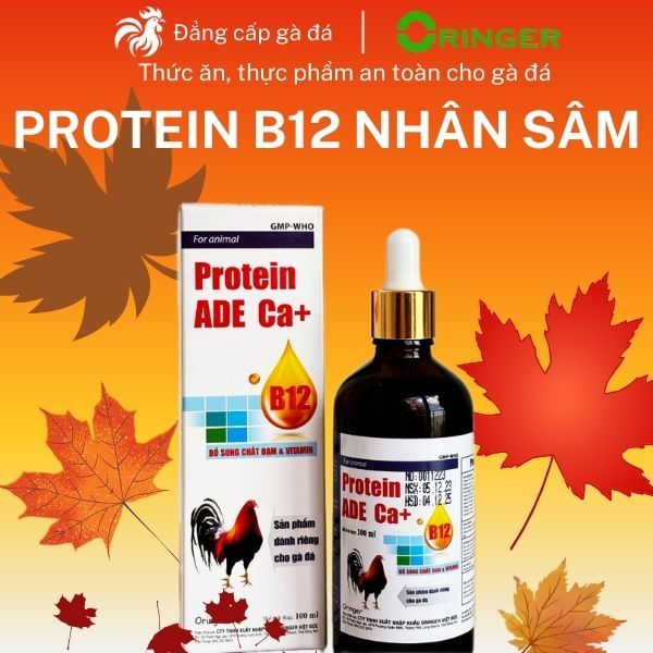 [Đạm gà đá] Protein b12 nhân sâm Oringer 100ml giúp tăng bo, nở khung ...