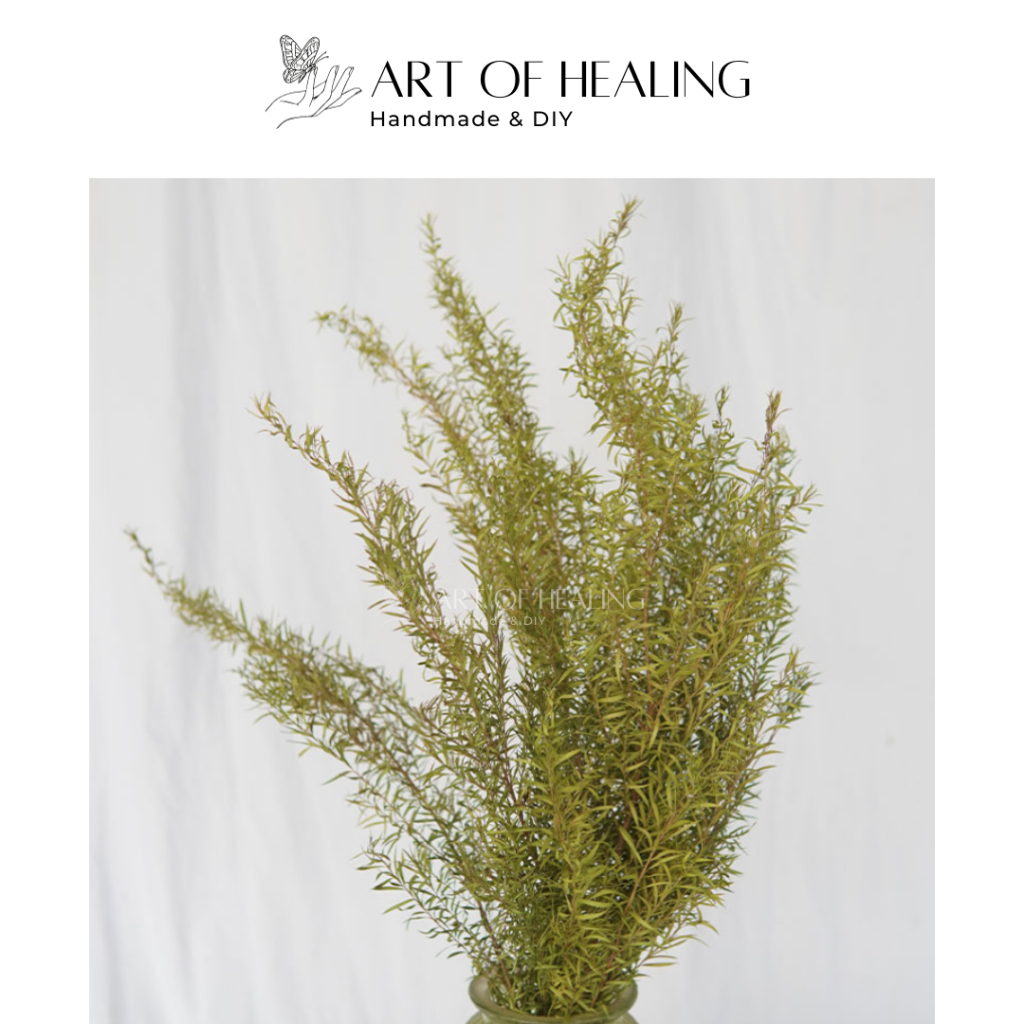 [AOH - Art of Healing] Lá tràm khô trang trí nến, resin, sổ tay, decor ...