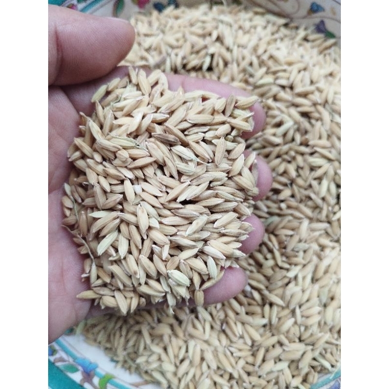 Lúa hạt tròn cho chim, gà | Shopee Việt Nam