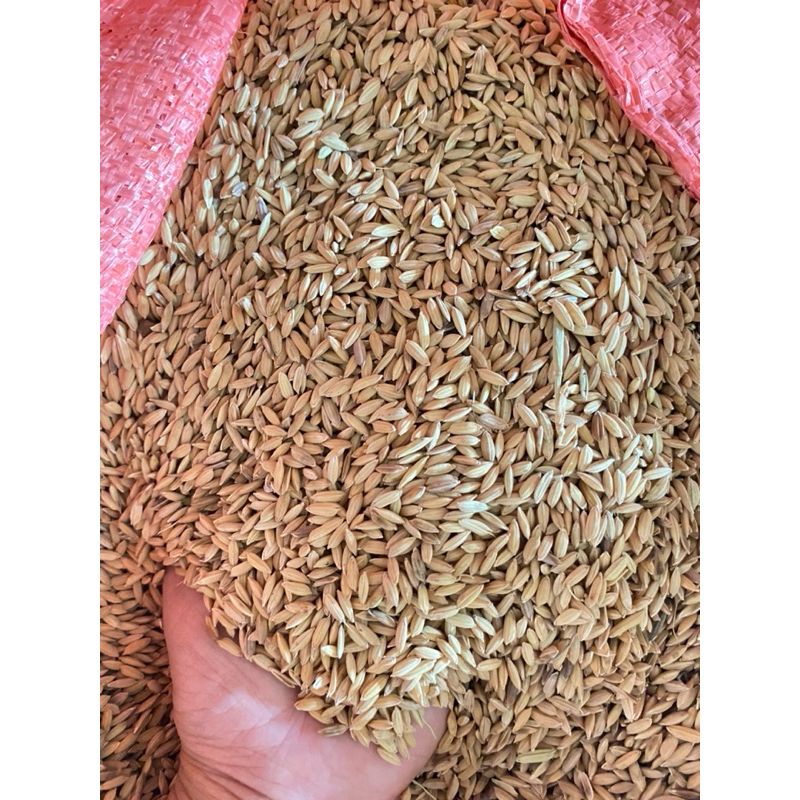 lúa ( thóc) hạt tròn cho gà vịt 1kg | Shopee Việt Nam