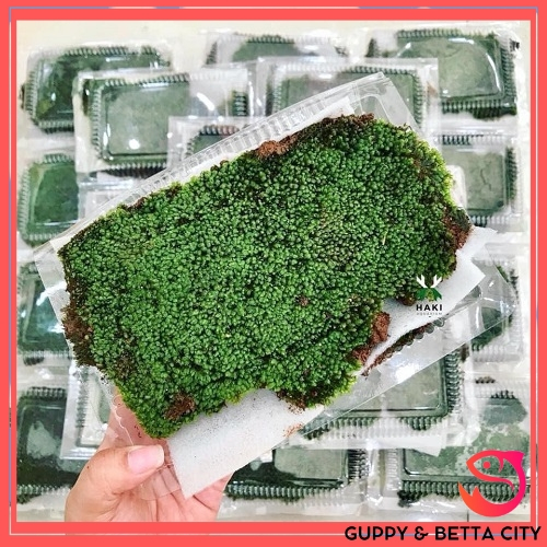 Rêu Mini fiss Tấc trải nền thủy sinh (5 lớp rêu, hộp 13x10cm) | Shopee ...