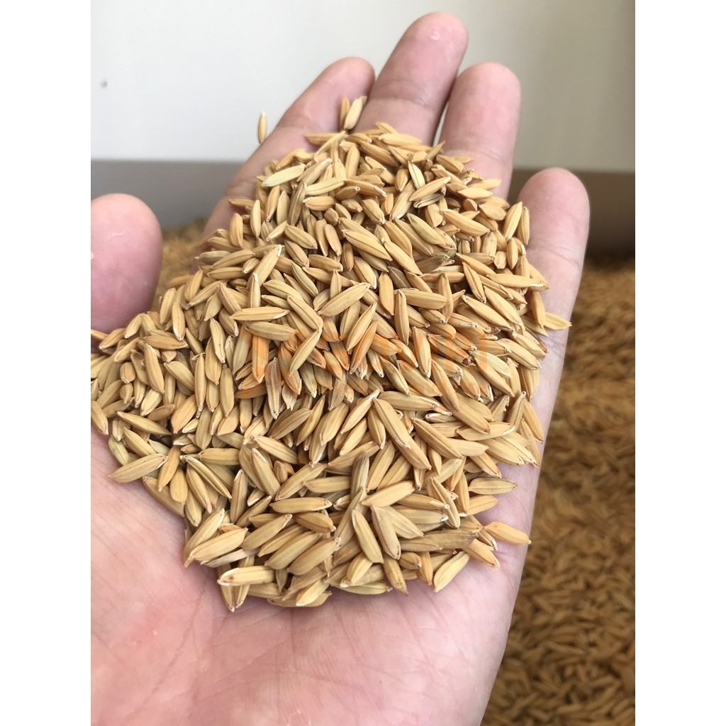 THÓC LÚA CHIM, GÀ, CHUỘT, HAMSTER | Shopee Việt Nam