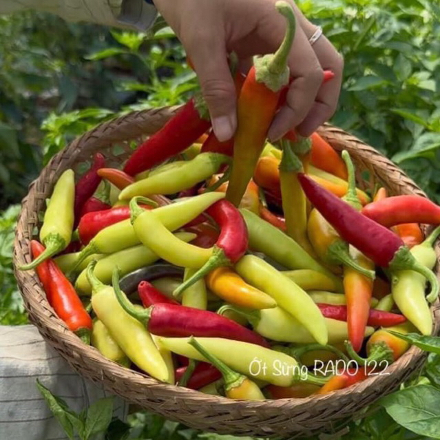 Hạt giống ớt sừng cay ngon nhiều quả | Shopee Việt Nam