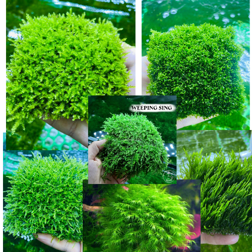 Rêu Mini Taiwan - Rêu Flam - Us FISS Vĩ 8*8- Rêu Thuỷ Sinh Dán Bonsai ...
