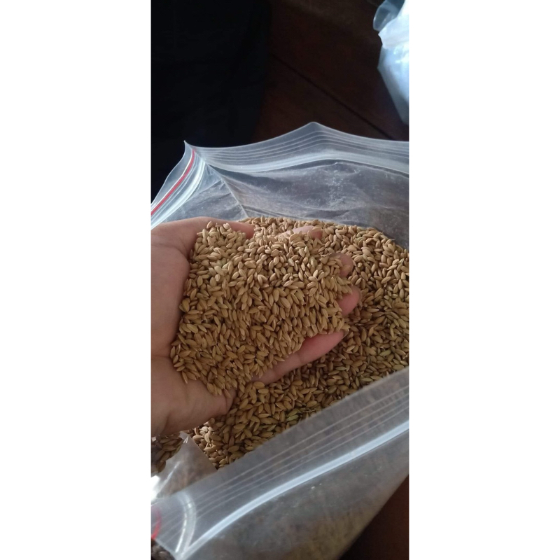 Lúa tiêu cho chim cu gáy. | Shopee Việt Nam