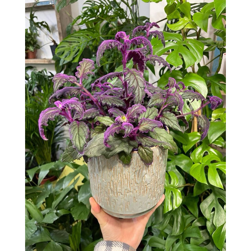 Cây lá gấm kim thất nhung (Purrple Passion) | Shopee Việt Nam