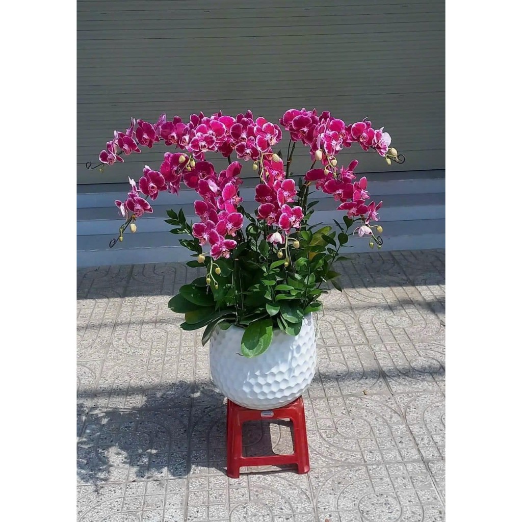 Lan hồ điệp Tỷ Phú Lan Rừng màu tím đột biến TP 110 - Lan hồ điệp mừng tân gia, khai trương giá ...