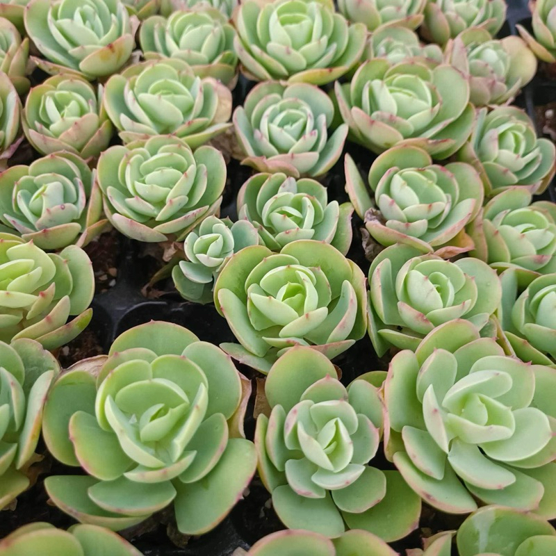 Giảm mạnh- Sen Đá Bèo Nhỏ Xinh 1 cây . | Shopee Việt Nam