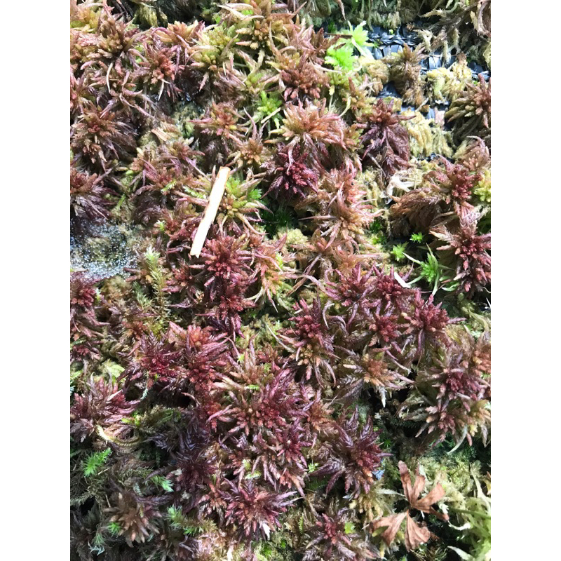 Red Sphagnum Magellanicum , Live Sphagnum moss, red, dớn đỏ | Shopee ...