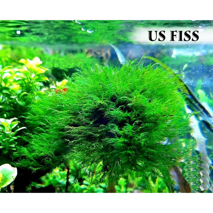 Rêu Us Fiss Dán Đá Lũa Bonsai Trang Trí Bể Thủy Sinh Vỉ 9x9cm | Shopee ...
