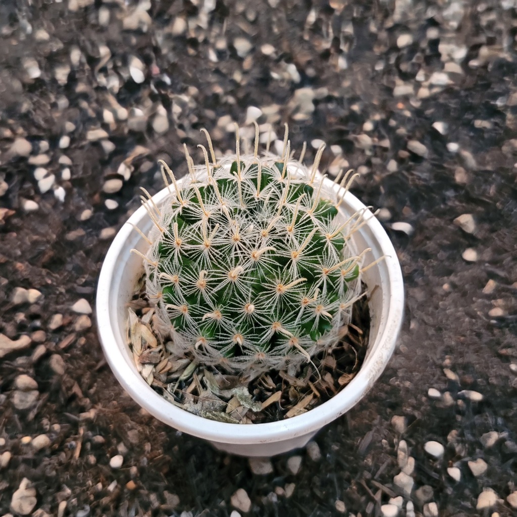 Xương rồng Mami duwei size~4cm hoa vàng | Shopee Việt Nam