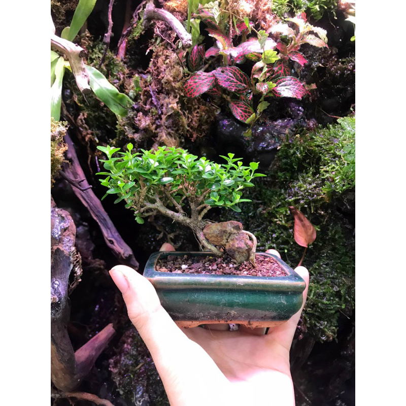 bonsai mini, bon sai mini, chậu bonsai mini | Shopee Việt Nam