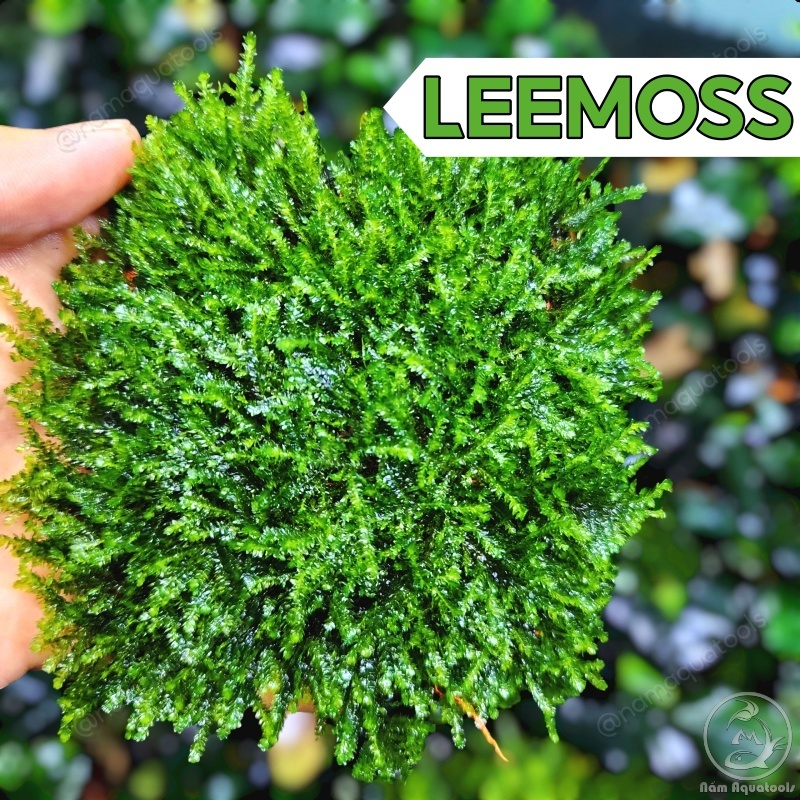 Rêu Thuỷ Sinh Đẹp - Độc - Dễ Chăm Sóc: Mini Taiwan | Weeping Sing | Stringy | US Fiss | Rose ...