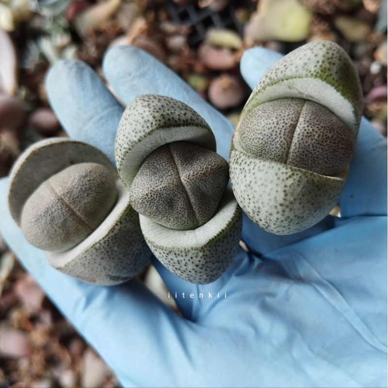 Sen đá trứng vịt hột vịt lộn xanh lithops cono | Shopee Việt Nam