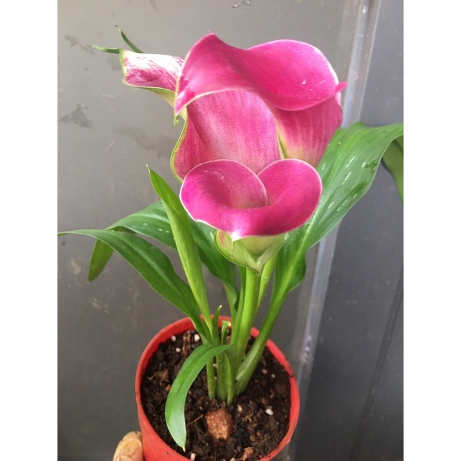 CHẬU HOA RUM (HOA THỦY VU, HOA LOA KÈN) # CHẬU MINI ĐỂ BÀN_CHẬU ĐANG ...