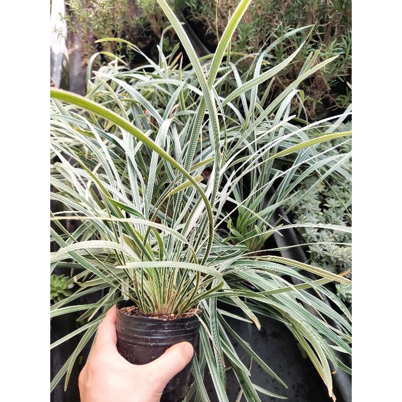 Cây lan chi lá dài | Shopee Việt Nam