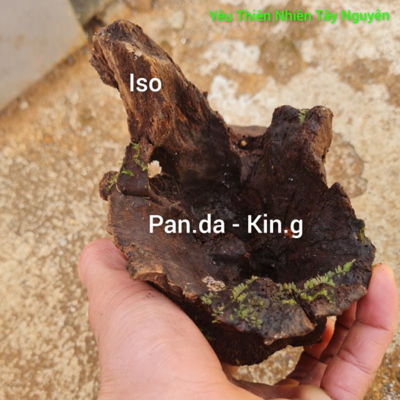 tổ trú ẩn cho pet(pan.da_Kin.g) cực chất | Shopee Việt Nam