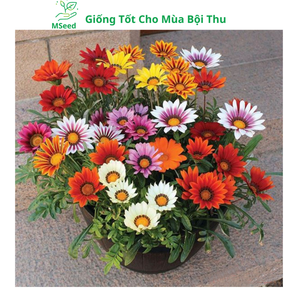 Hạt giống hoa Cúc Huân Chương nhiều màu (Tặng kèm phân bón), dễ trồng ...