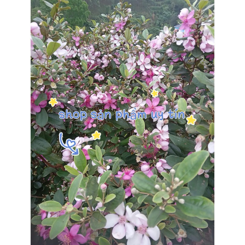 cây hoa sim rừng(cây có mầm ngẫu nhiên) | Shopee Việt Nam