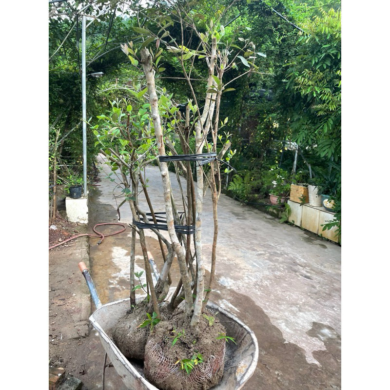 cây hoa sim rừng(cây có mầm ngẫu nhiên) | Shopee Việt Nam