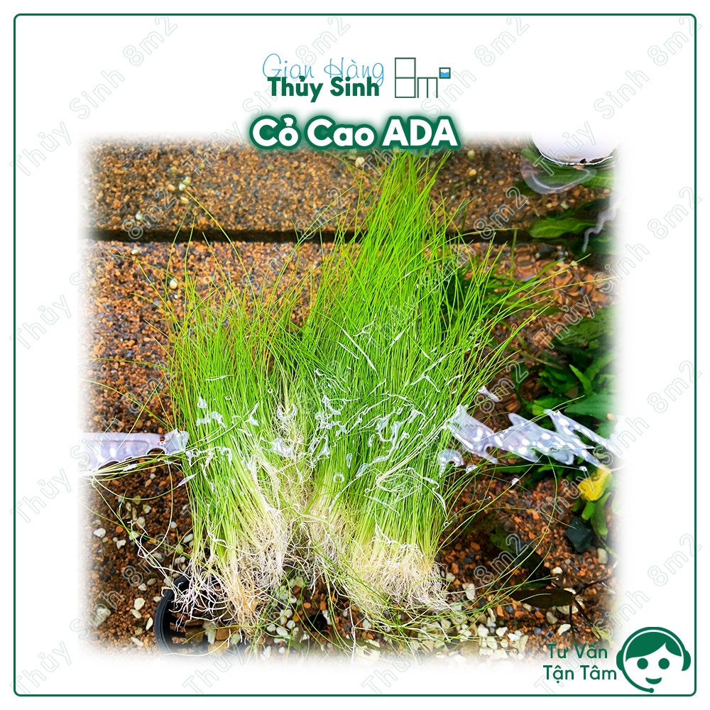 8 Ngọn Cỏ Cao ADA, Ngưu Mao Chiên Cao ADA| Cây Thủy Sinh KHÔNG CO2, Hậu Cảnh, Cắm Nền | 8m2 ...