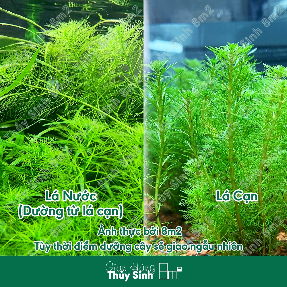 5 Ngọn Tiểu Bảo Tháp, Rong La Hán, Cây Thủy Sinh KHÔNG CO2, Hậu Cảnh ...