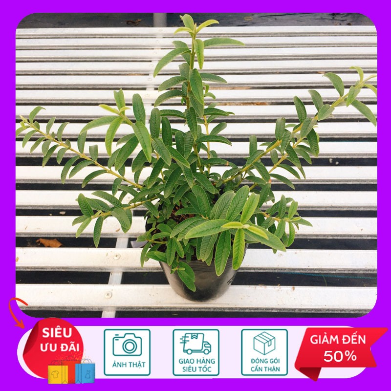 Cây Ổi Lá Kim (Ổi Sẻ) - Cây ăn quả - HKNG | Shopee Việt Nam