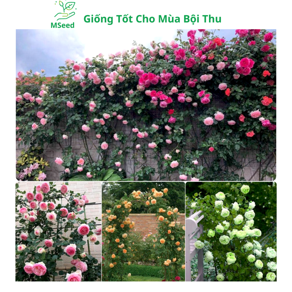 [Gói 50 Hạt] Hạt giống hoa Hồng Leo Pháp đủ màu (Tặng phân bón), hoa nở quanh năm - MSeed ...
