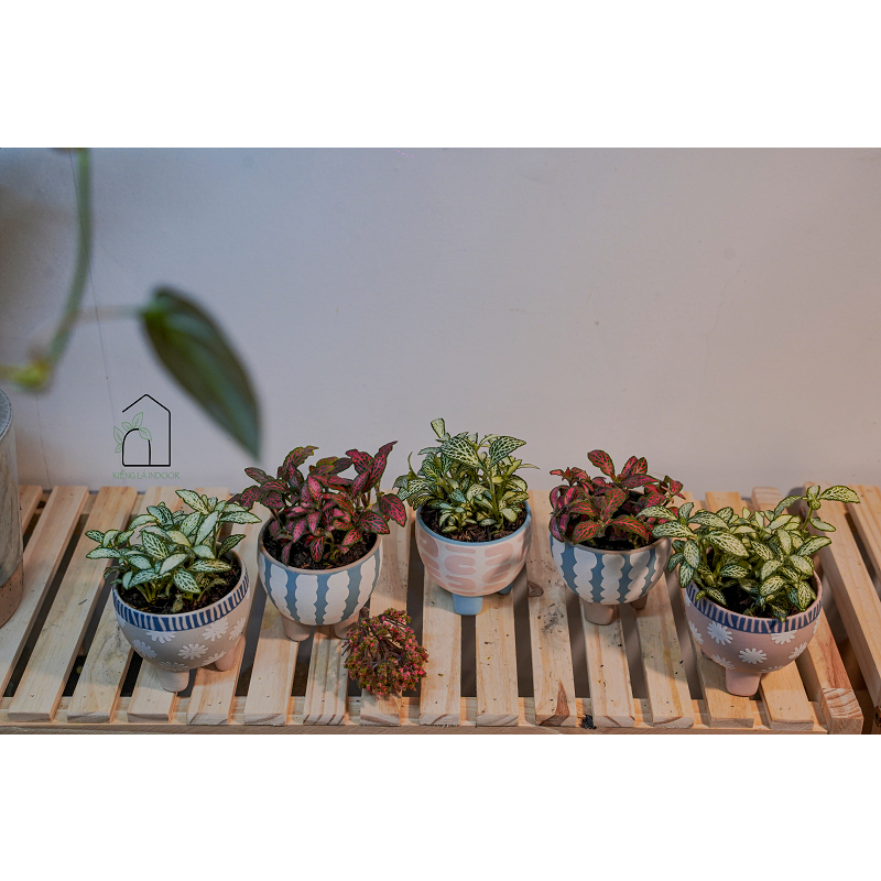 cây cẩm nhung hay còn gọi là Fitonia | Shopee Việt Nam