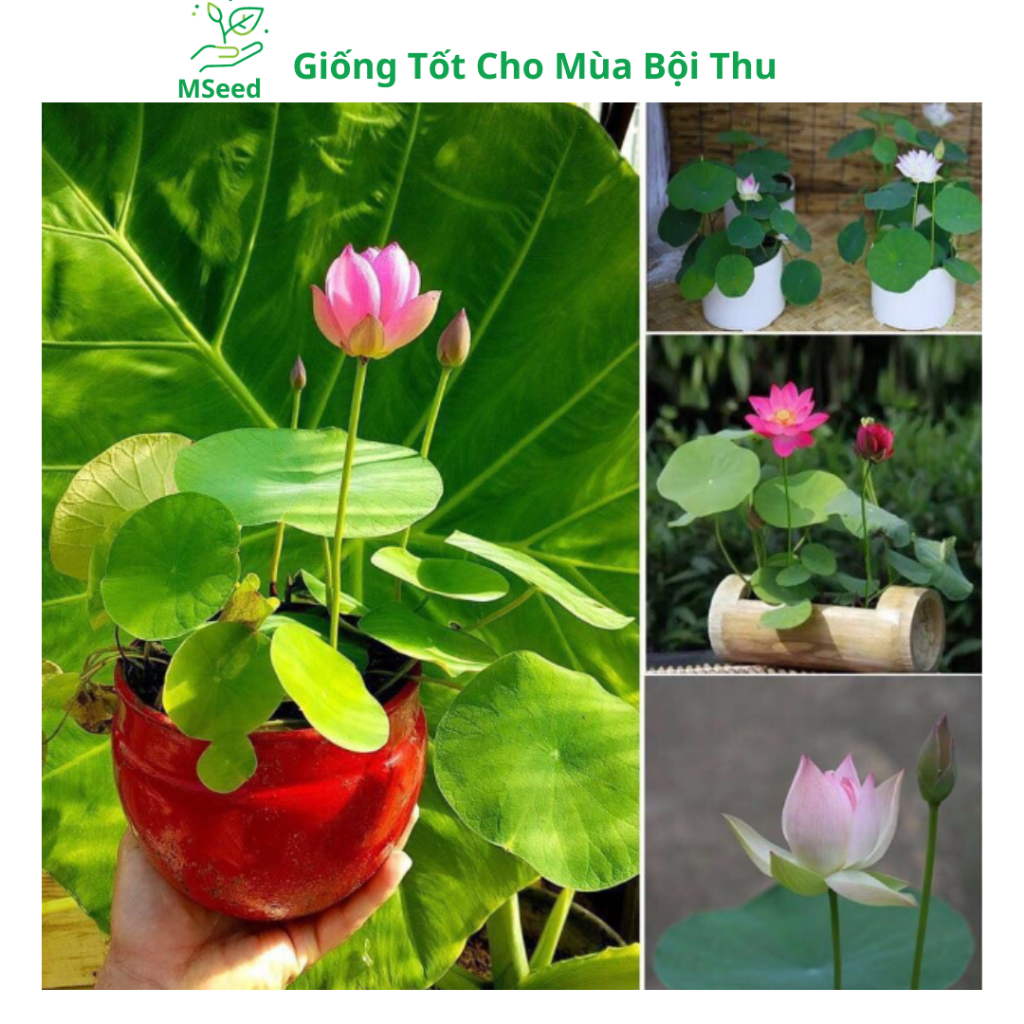 Hạt giống hoa Sen mini Nhật Bản đủ màu (Tặng phân bón) siêu dễ trồng - MSeed | Shopee Việt Nam