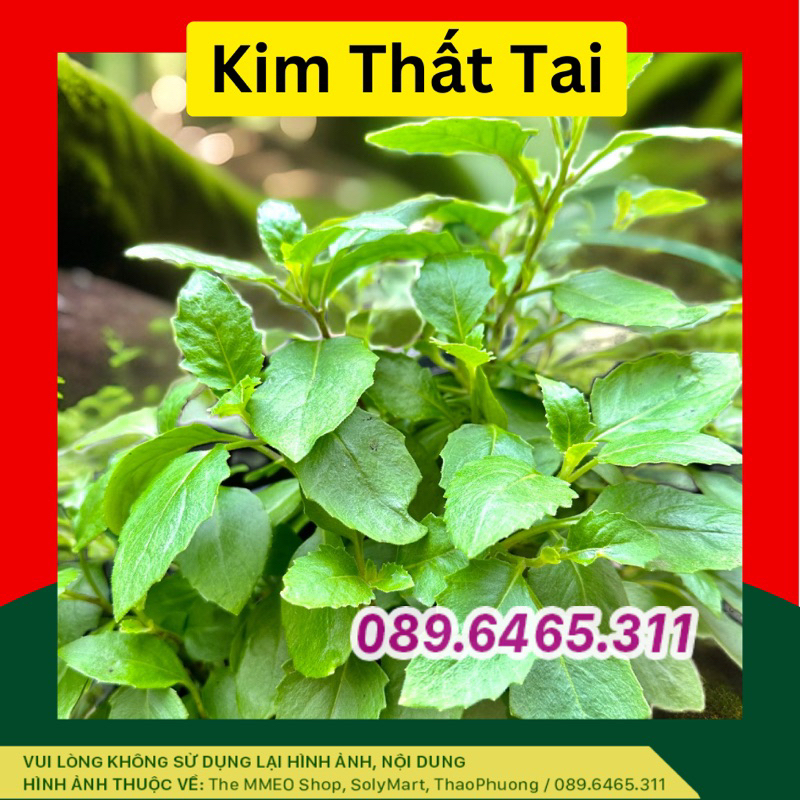 Cây Kim Thất Tai, Cây Rau Bớp, Cây giống rau bầu đất, nấu canh, lẩu ...