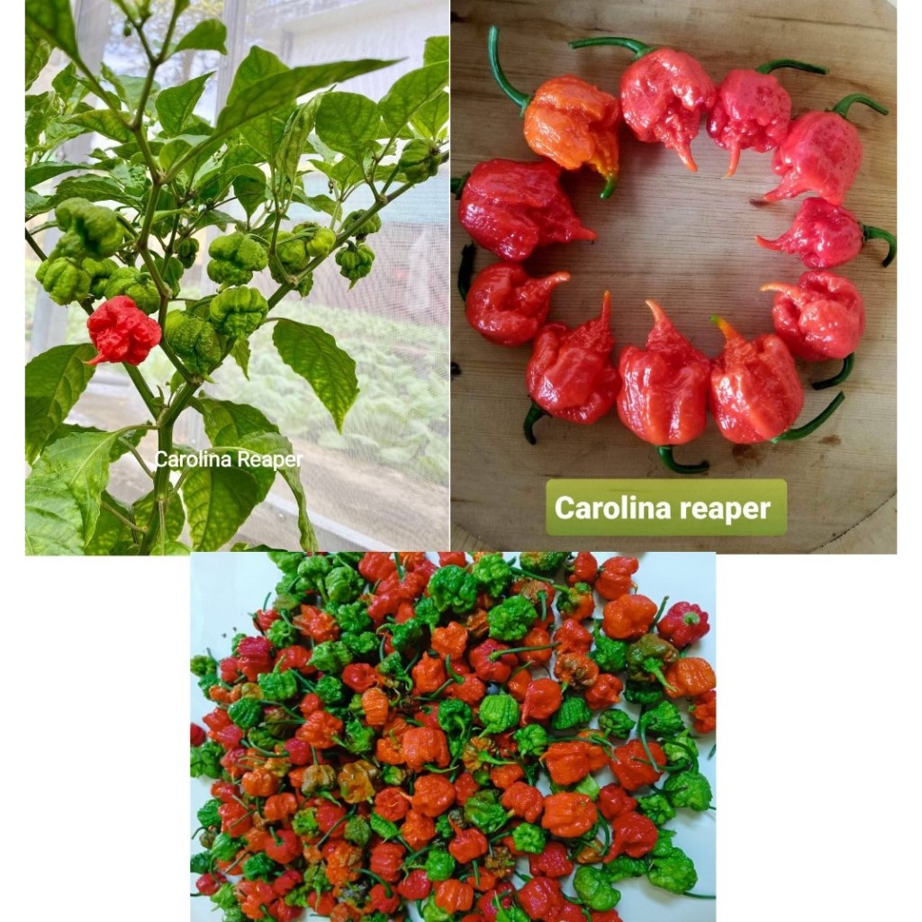Quả Giống Ớt Cay Nhất TG Carolina Reaper ( Chín Tươi ) | Shopee Việt Nam
