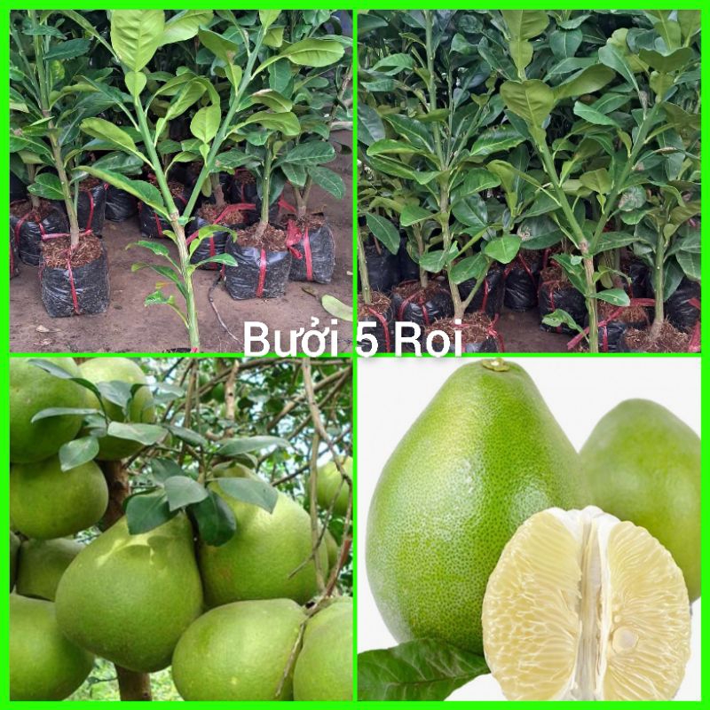 CÂY BƯỞI 5 ROI | Shopee Việt Nam