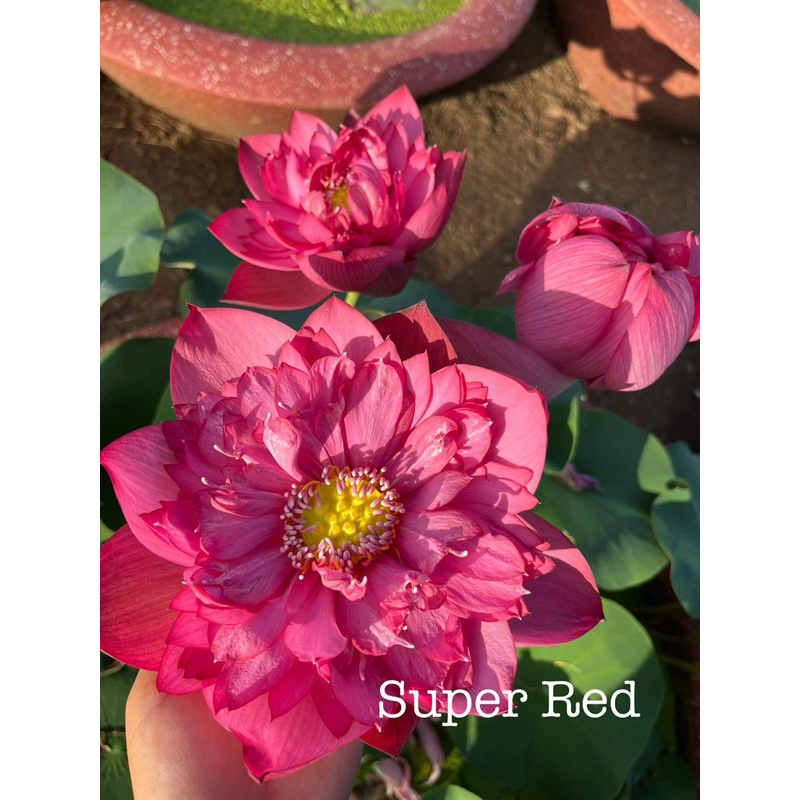 Củ sen Super Red | Shopee Việt Nam