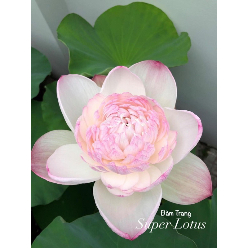 Củ sen Super Lotus | Shopee Việt Nam