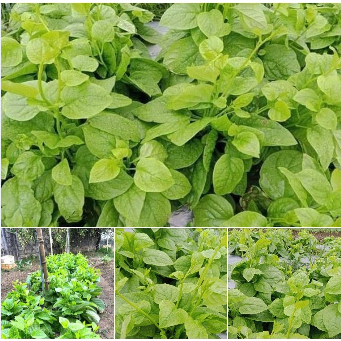 Hạt giống rau mùng tơi lùn siêu ngọn 100 hạt | Shopee Việt Nam