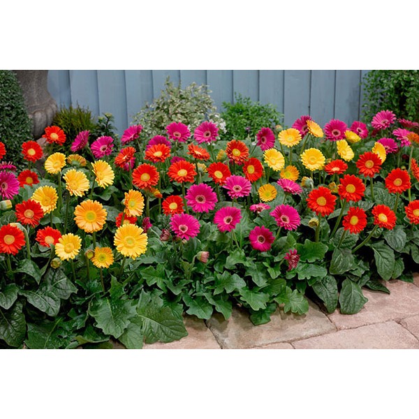 Cây giống Hoa Đồng Tiền ươm vỉ thân cao đủ màu - Trang Flowers | Shopee ...