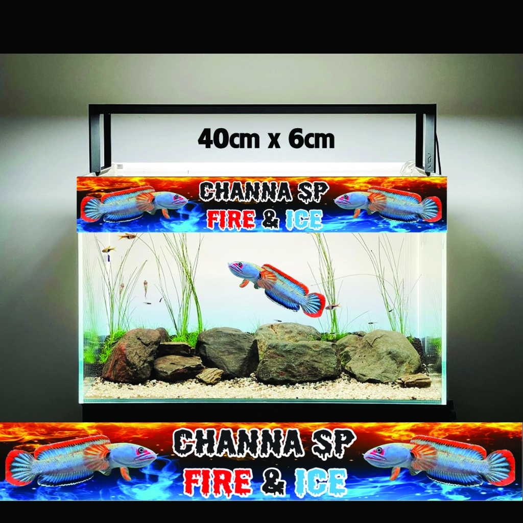 decal dán hồ cá lóc Lửa Băng new-mẫu mới bắt mắt hơn | Shopee Việt Nam