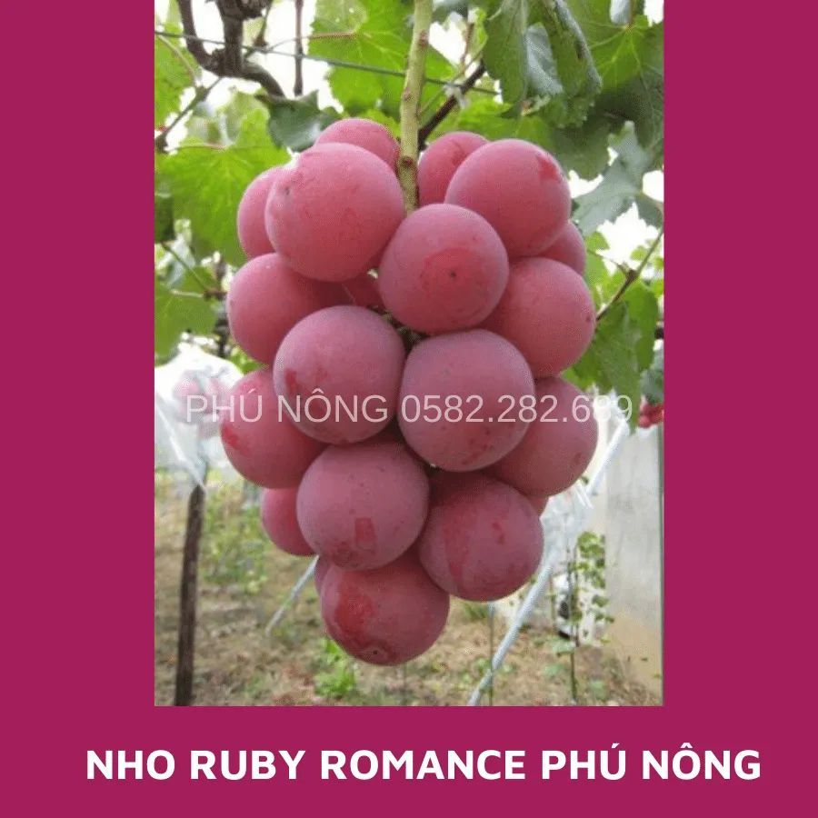 Cây nho giống Ruby Romance rễ trần - quả to, thơm, ngọt nổi tiếng thế giới | Shopee Việt Nam