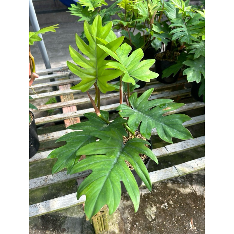 Philodendron Mayoi | Shopee Việt Nam