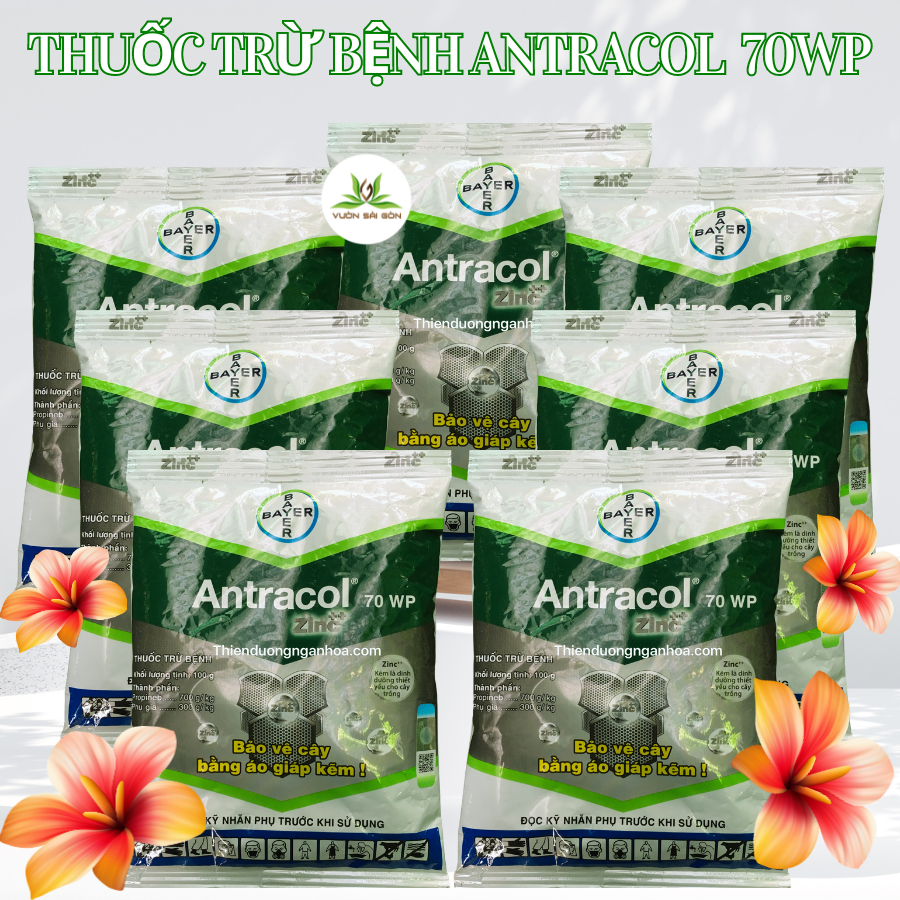 Antracol 70WP 100g Áo giáp kẽm | Vườn Sài Gòn