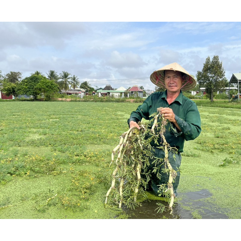 HẠT GIỐNG RAU NHÚT (rau rút) - 10 hạt/ gói | Shopee Việt Nam