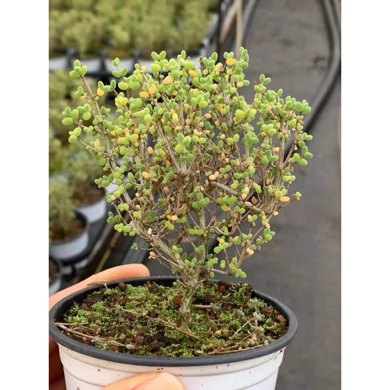 Sen đá san hô | Shopee Việt Nam