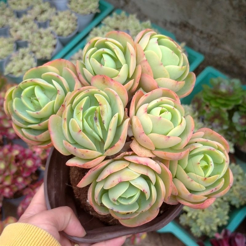 Sen đá Bèo Pháp bụi 1 gốc trồng trang trí sân vườn, đẹp cảnh, làm quà ...