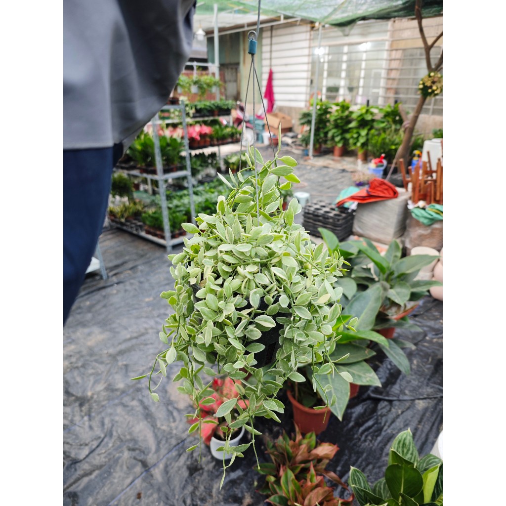 Cây hạt dưa treo và cây dola treo cực xanh | Shopee Việt Nam