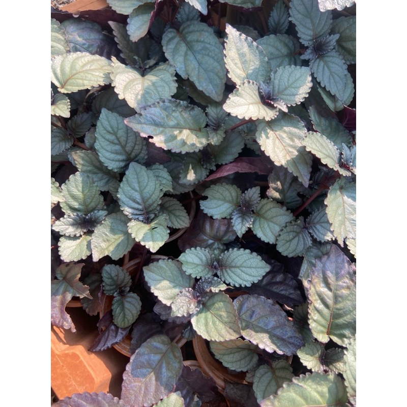 Cây bán tự cảnh (cây trà ô lông, cây trà dr thanh), thanh nhiệt, lợi ...