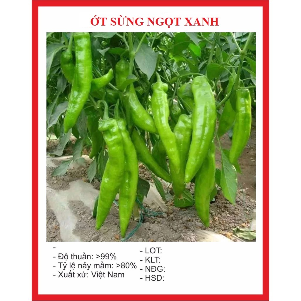 Hạt giống ớt sừng ngọt xanh Hàn Quốc (10 hạt) - nhiều dinh dưỡng, chịu ...