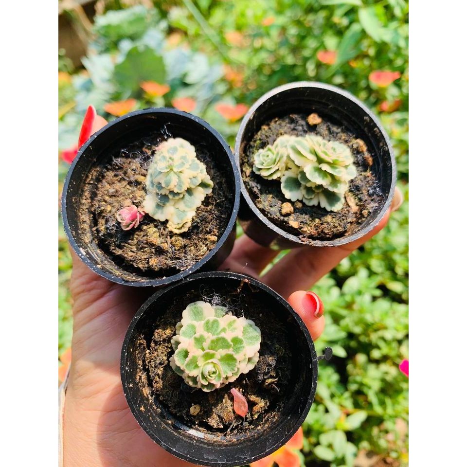 Sen đá Sedum atlantic | Shopee Việt Nam