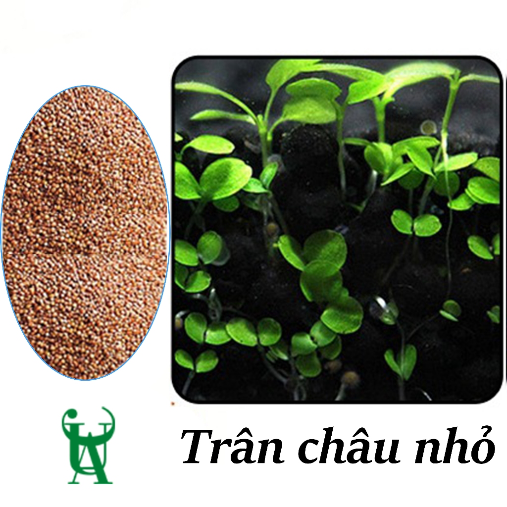 Hạt giống trồng cây thuỷ sinh - Cỏ trân châu, ngưu mao chiên, cỏ tình ...